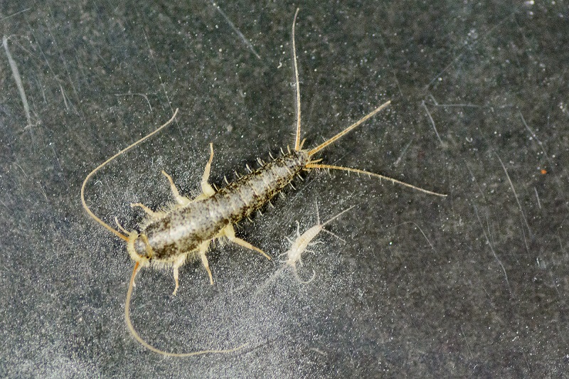 Sokeritoukka vai paperitoukkaa