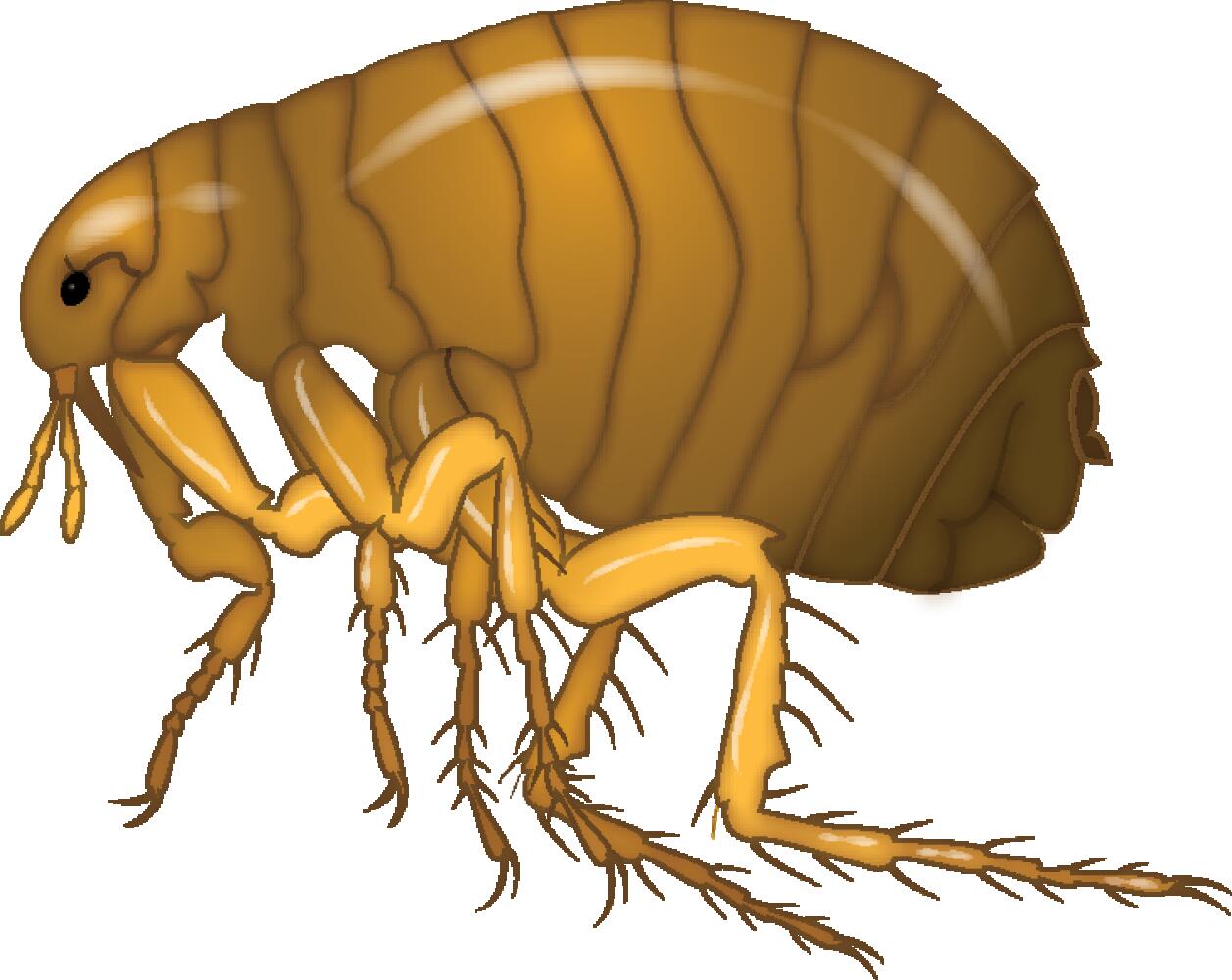 Sådan bekæmper du lopper i boliger