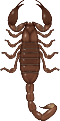 Alacranes - Control de plagas - Envu