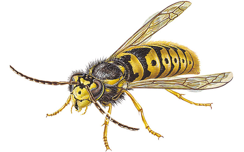 ¿Conoces verdaderamente a las avispas? Insecto
