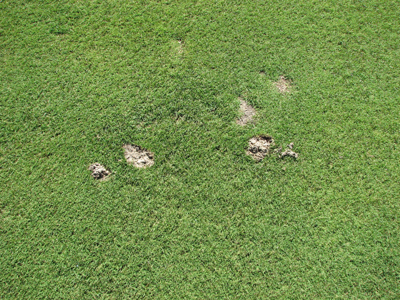 Mole Cricket Damage