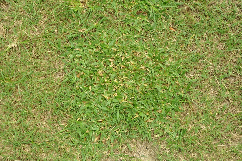 Signalgrass