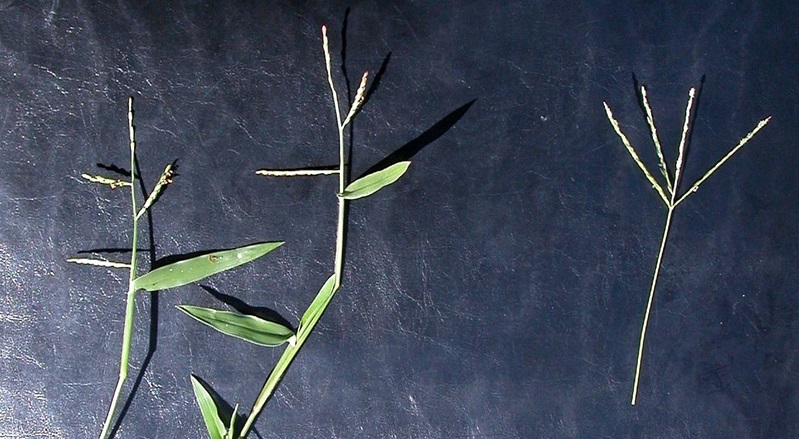 Signalgrass
